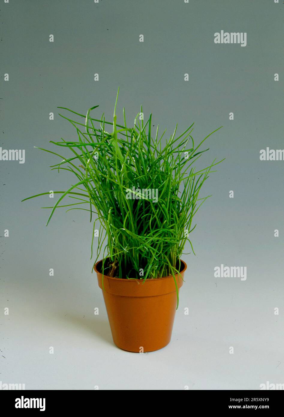Flowering chive in pot hi-res stock photography and images - Alamy