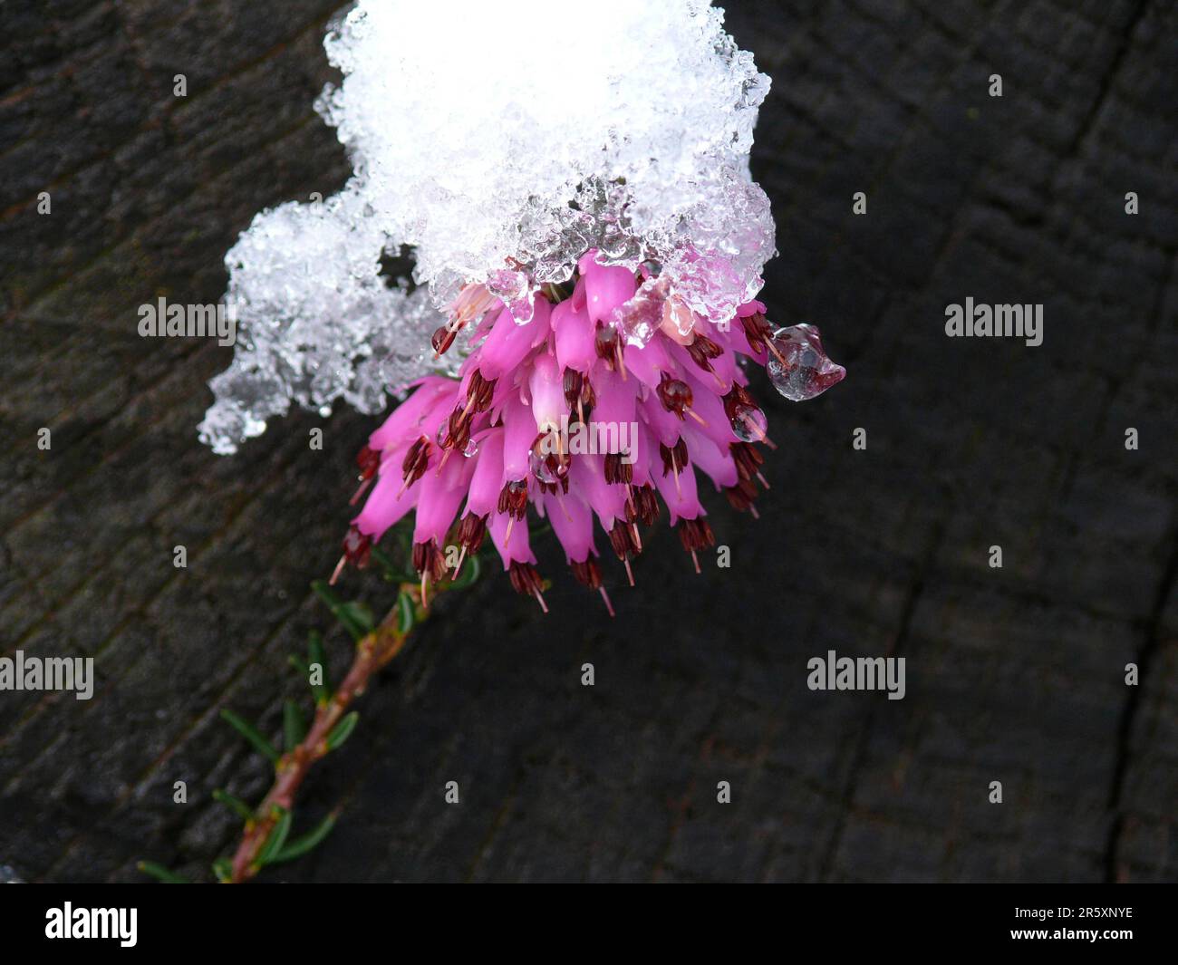 Flowers with snow, heather (Erica) with snow, heather, heath Stock ...