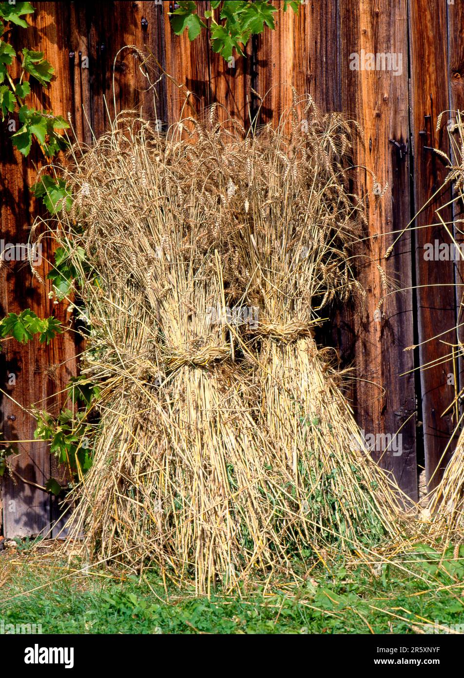 Grain sheaves bundled grain sheaves Stock Photo - Alamy