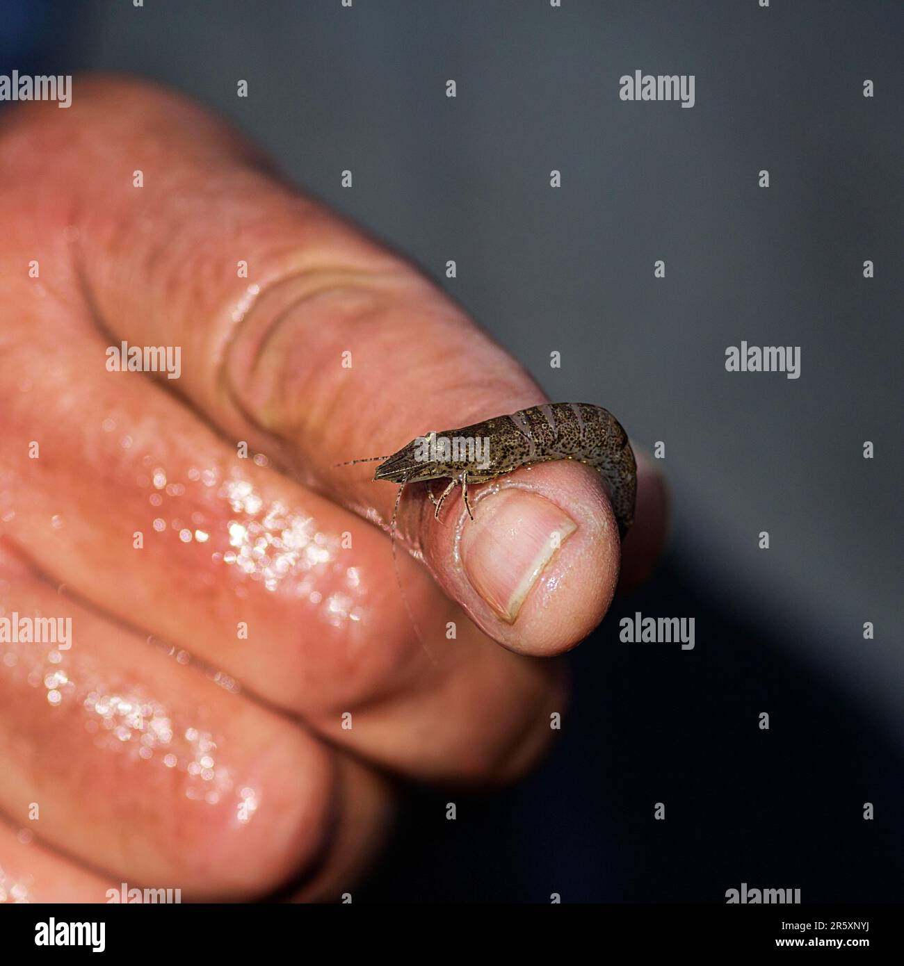 Brown shrimp (Crangon crangon), freshly caught on a finger, natural ...