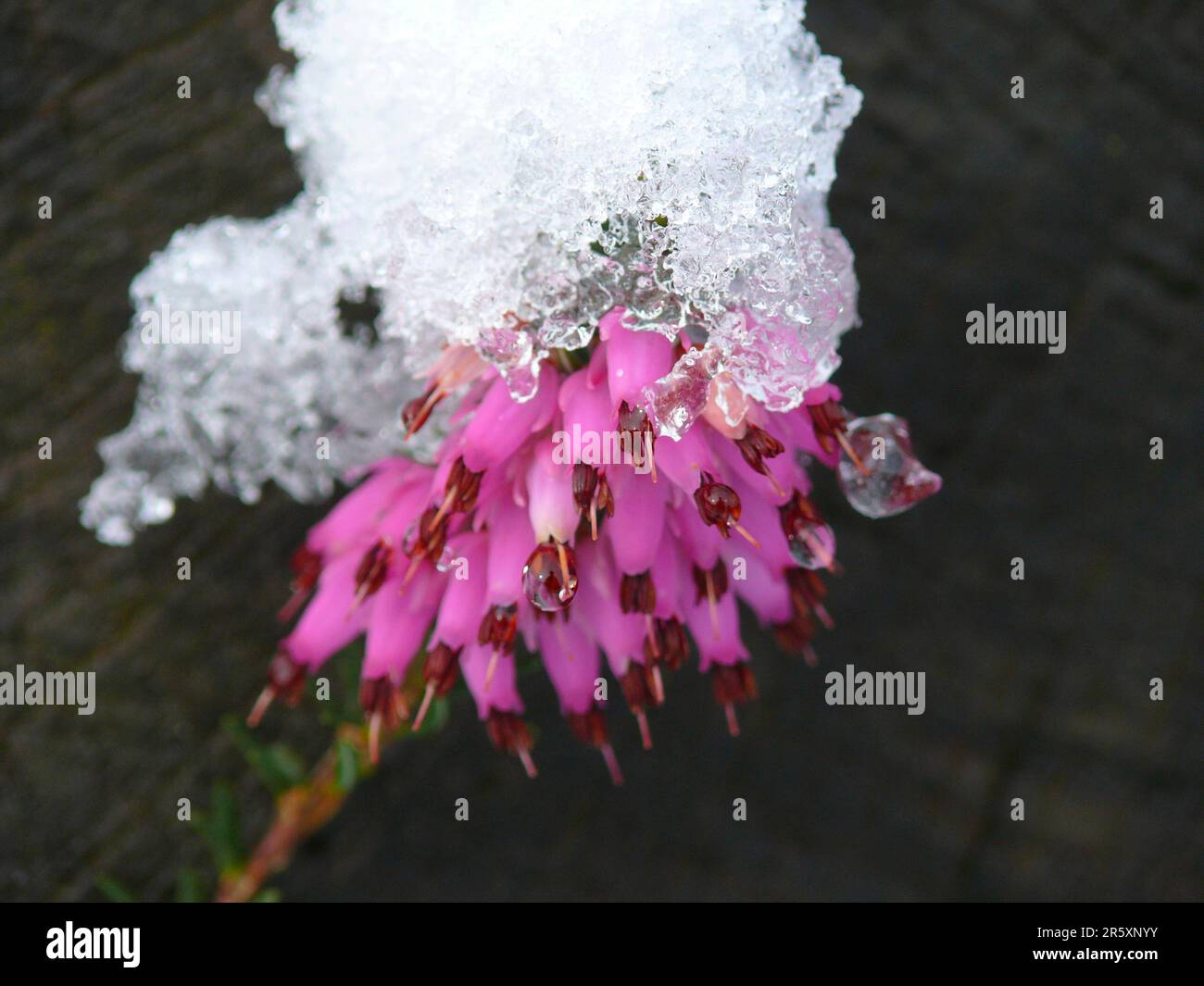 Flowers with snow, heather (Erica) with snow, heather, heath Stock ...