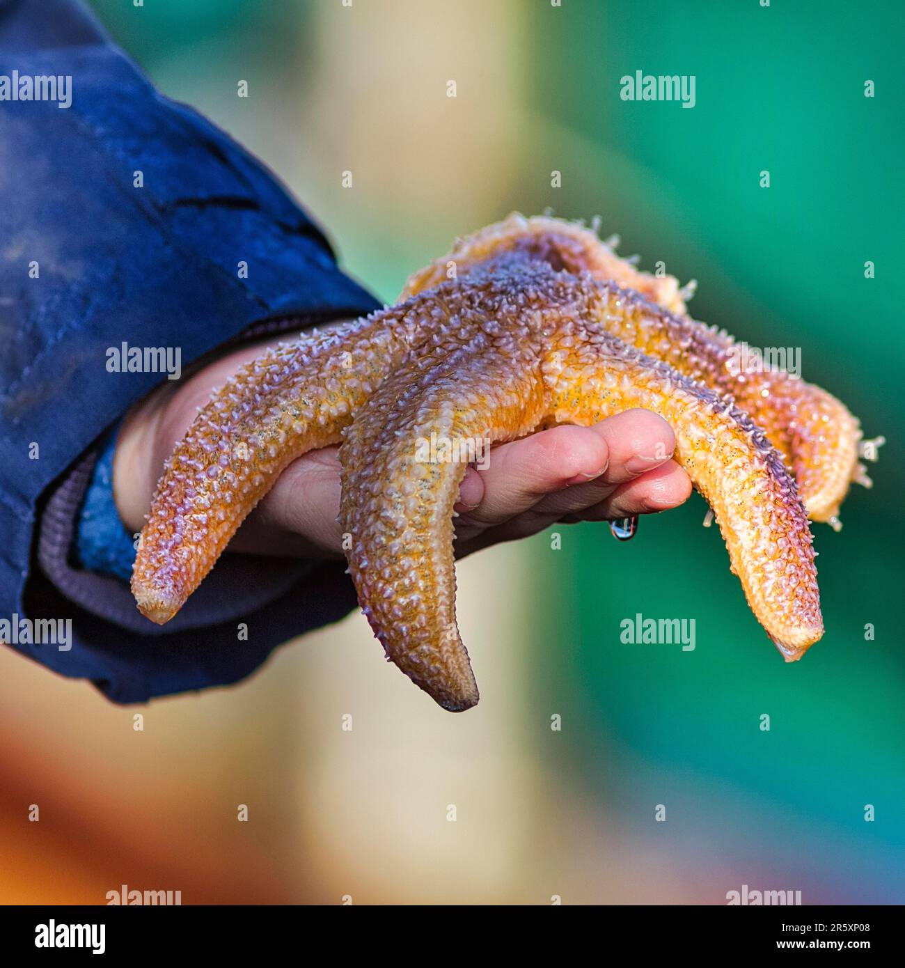 Common starfish hi-res stock photography and images - Alamy