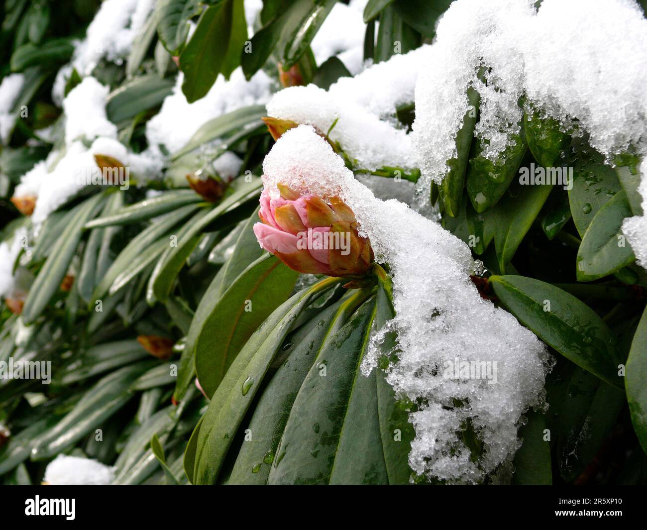 Flowers with Snow, Rhododendron Flower with Snow, rhododendrons ...