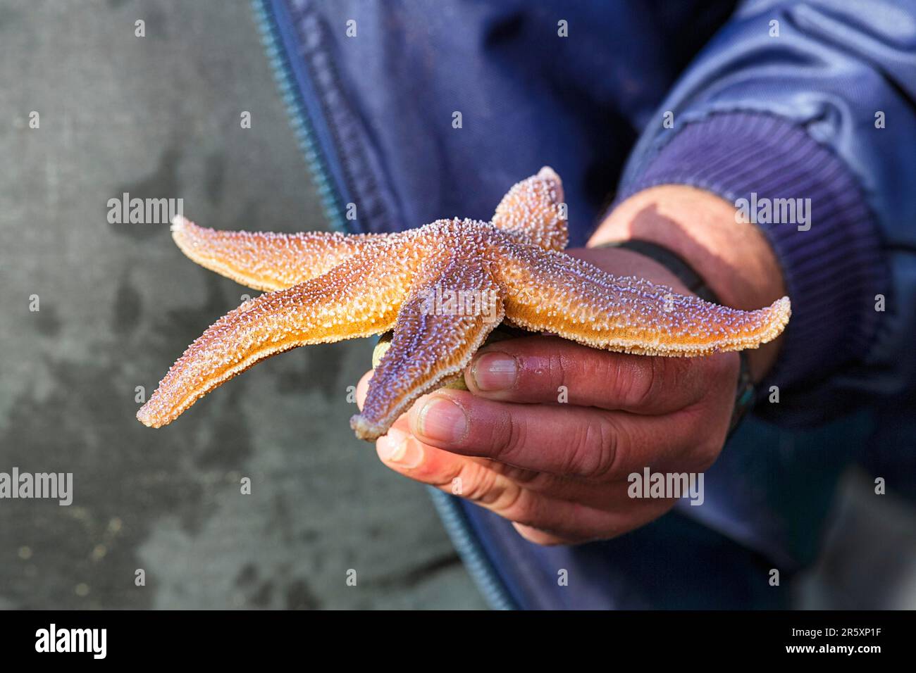 Common starfish (Asterias rubens), freshly caught on a hand, natural ...