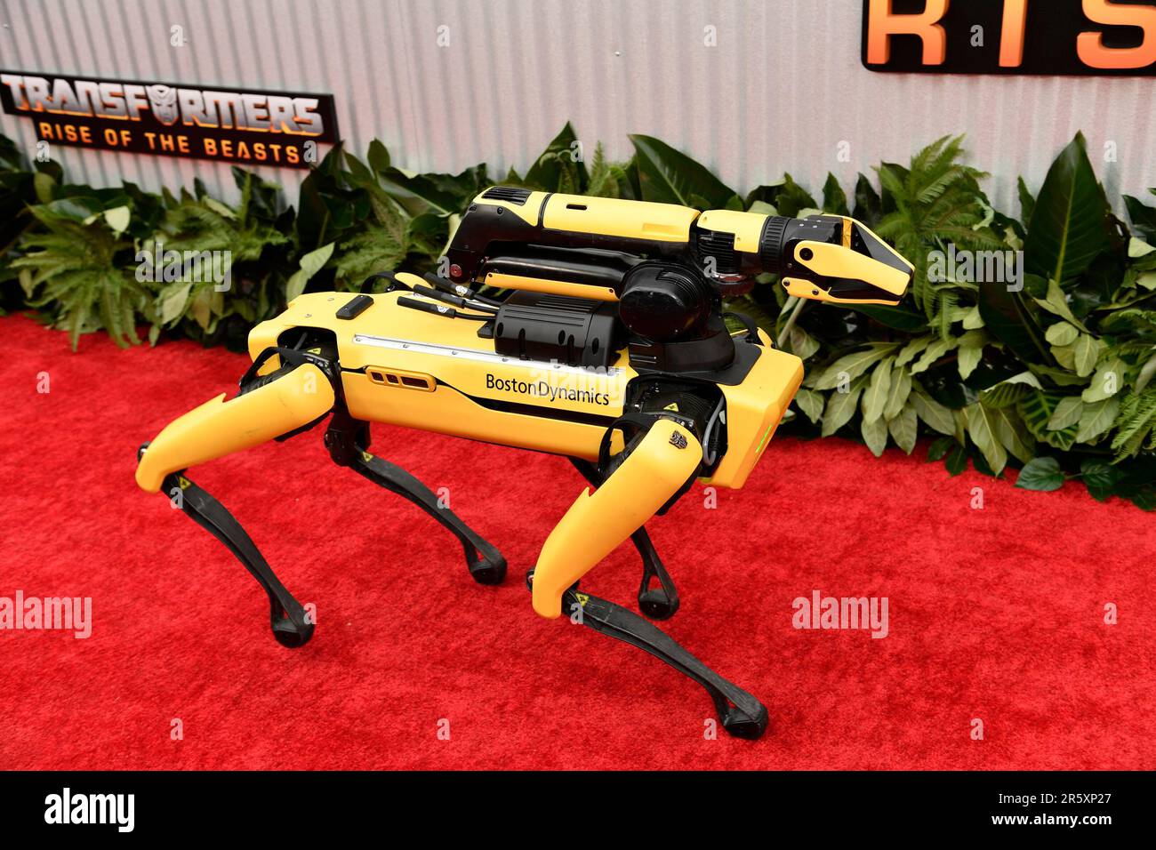 Boston Dynamics' Spot robot attends the premiere of "Transformers: Rise ...