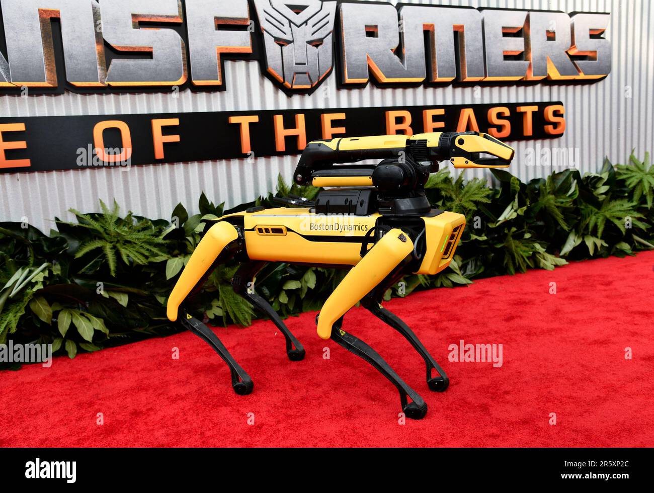 Boston Dynamics' Spot robot attends the premiere of "Transformers: Rise ...