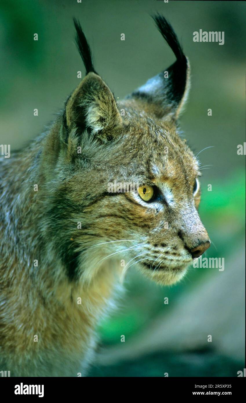Eurasian lynx (Lynx lynx), Eurasian lynx Stock Photo - Alamy