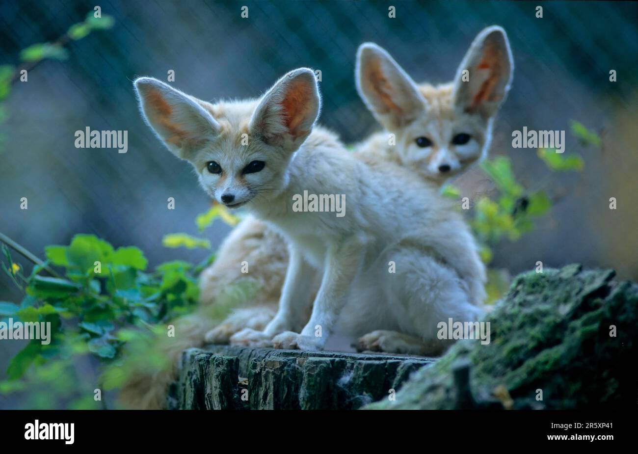 Fennek fennec fox (Vulpes zerda Stock Photo - Alamy