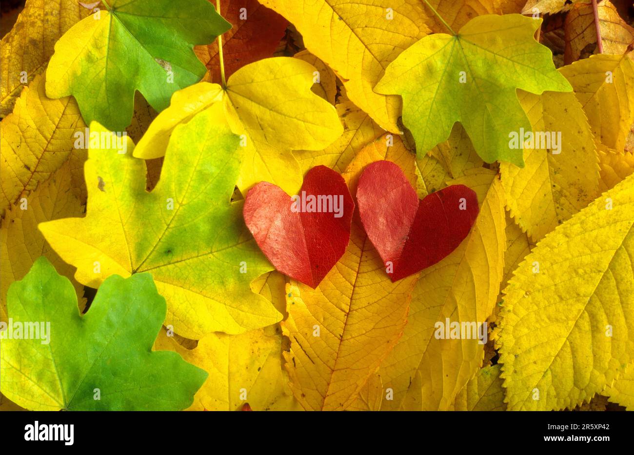 Colourful autumn leaves with heart-shaped leaves, 2 hearts Stock Photo ...