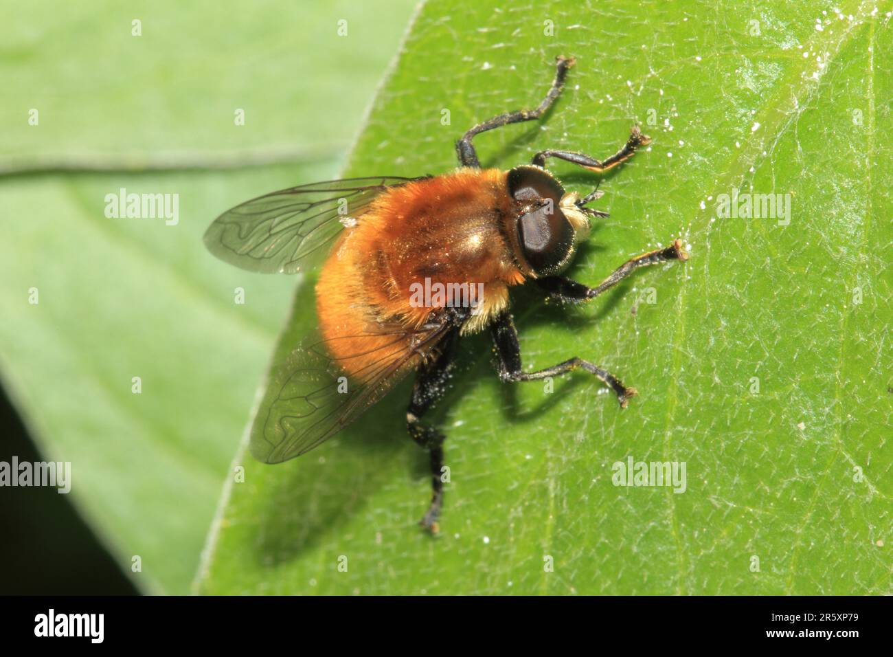 Yellow-haired bumblebee hoverfly Criorhona berberina oxyacanthe Stock ...
