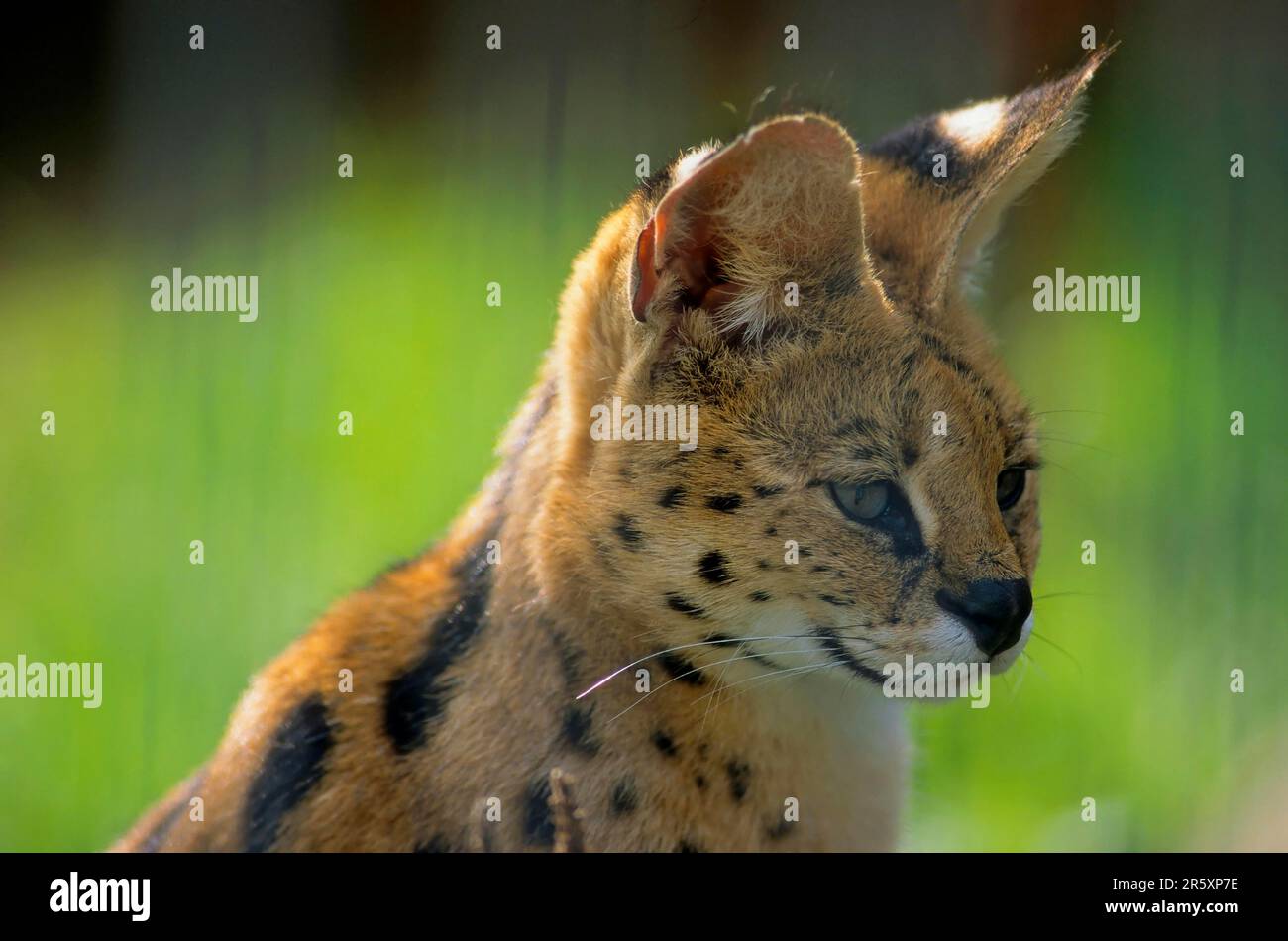 Serval cat face hi-res stock photography and images - Alamy