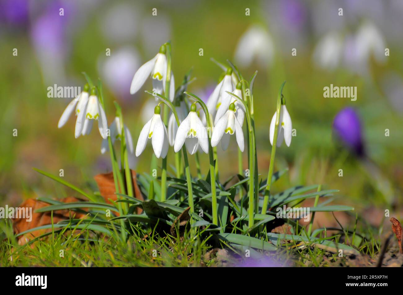 Snowdrop with crocus, common snowdrop (Galanthus nivalis), Spring ...