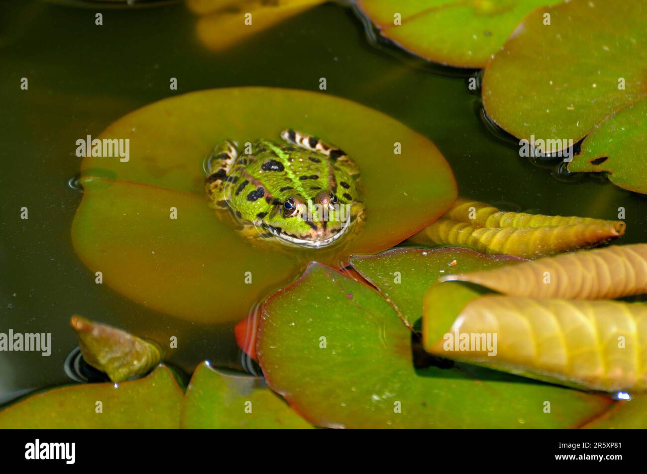 Water frog sitting on lily pad, in garden pond, pond frog (Rana kl ...
