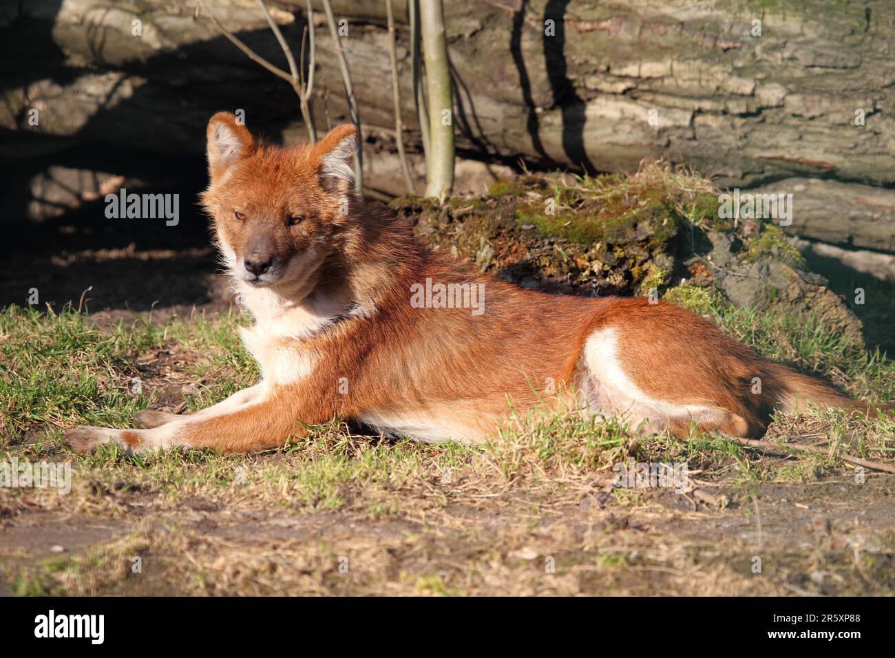 Mammal dhole hi-res stock photography and images - Alamy