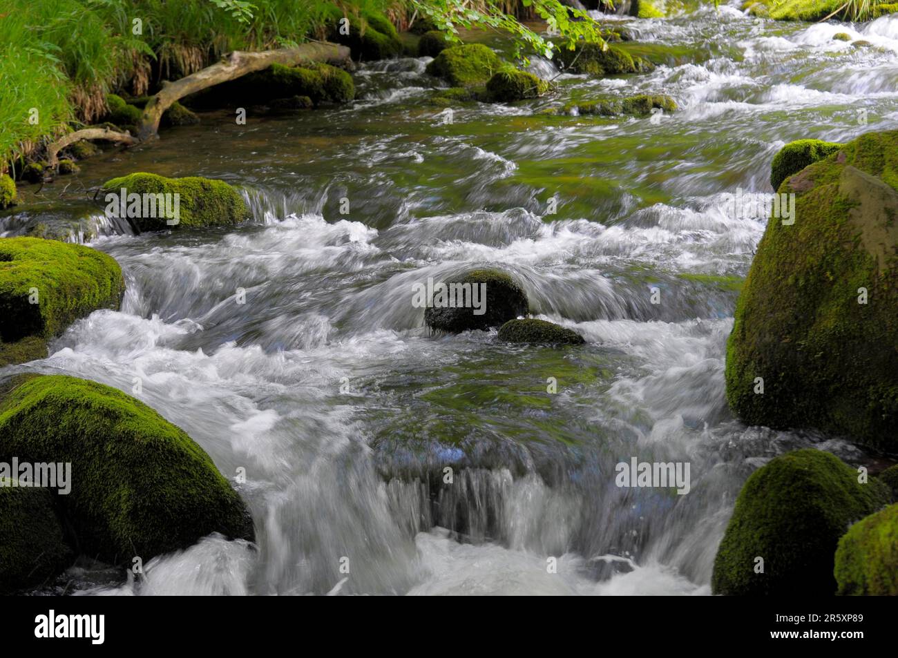 Black Forest Stream, Eyach Stock Photo - Alamy