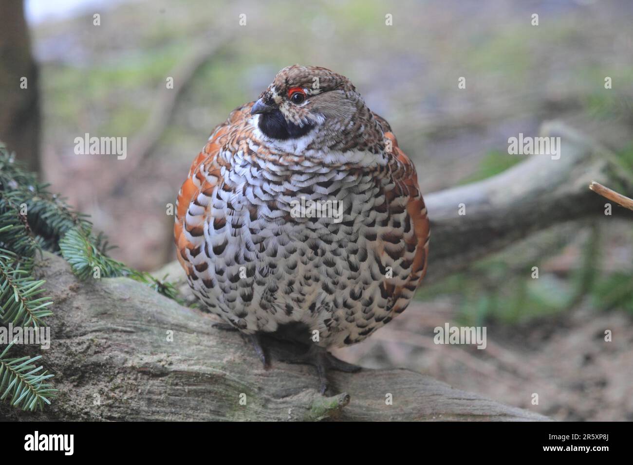 Hazel hen hi-res stock photography and images - Alamy