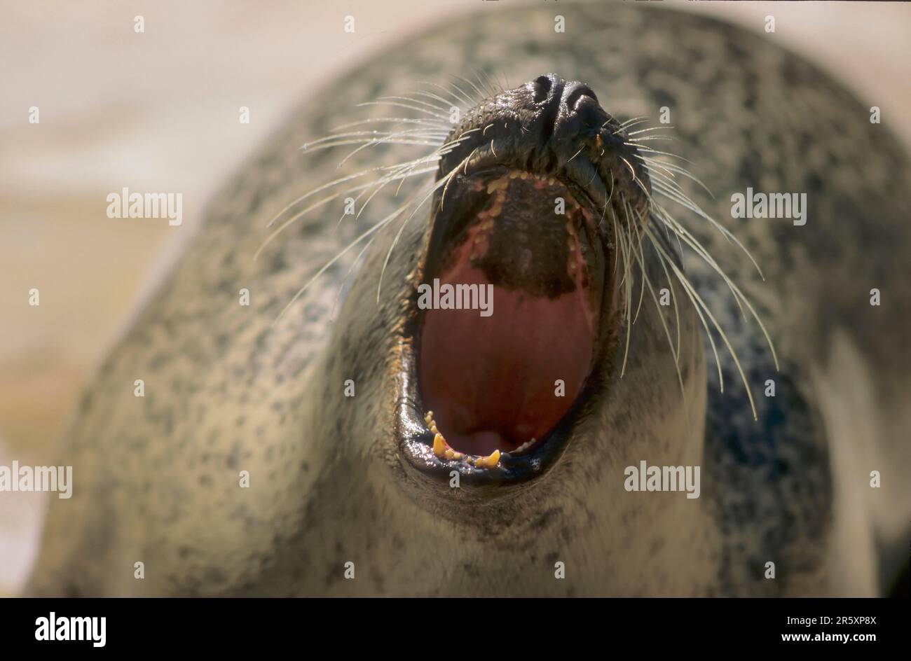 Awkward Seal Mouth