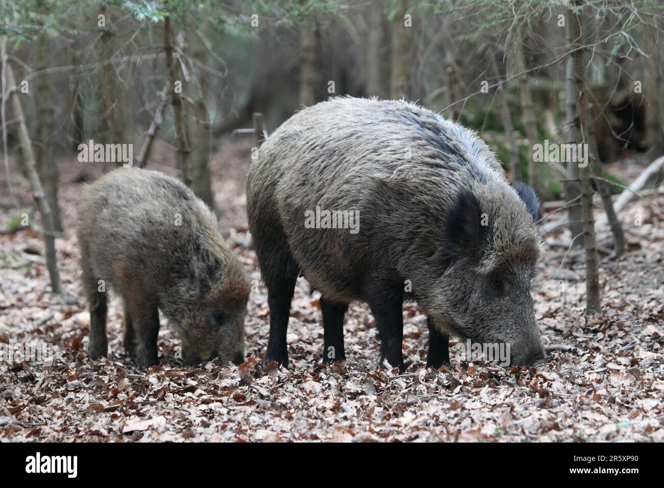 Wild boar (Sus scrofa) Wild boar Stock Photo - Alamy