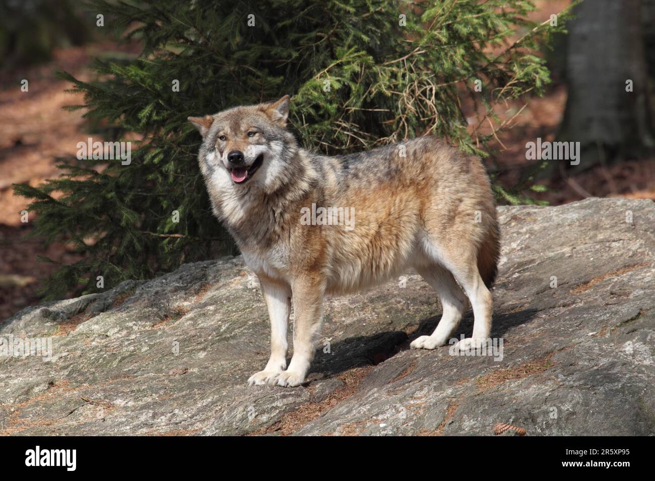 Gray wolf (Canis lupus Stock Photo - Alamy