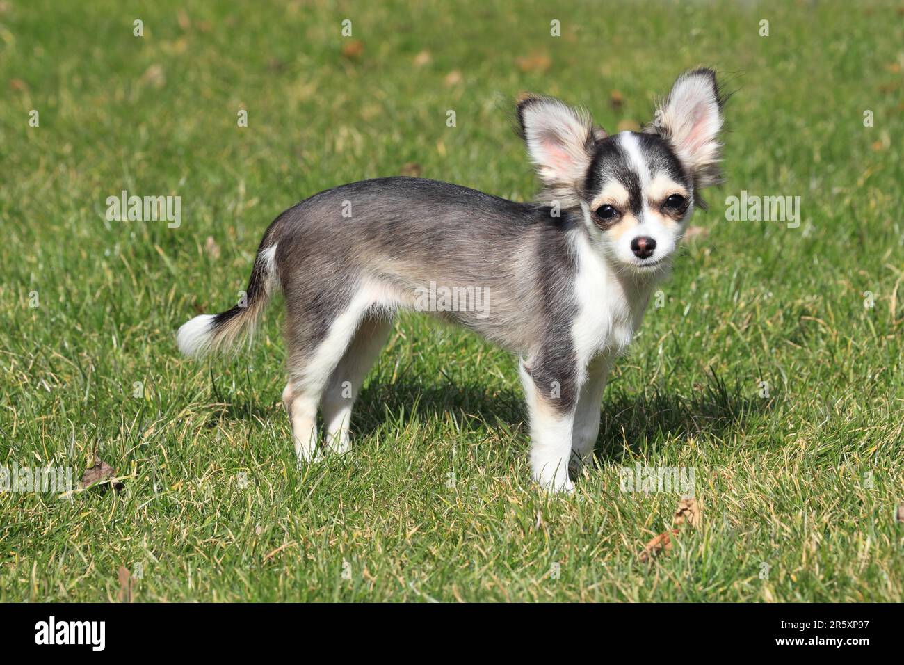 Haushund hi-res stock photography and images - Alamy
