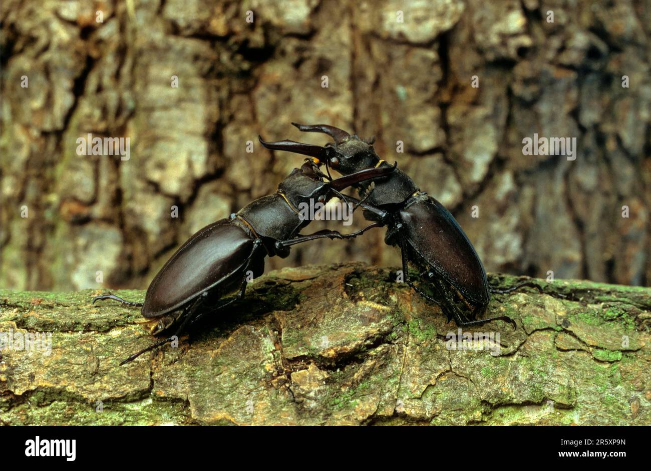 Fighting stag beetle (Lucanus cervus), stag beetle Stock Photo - Alamy