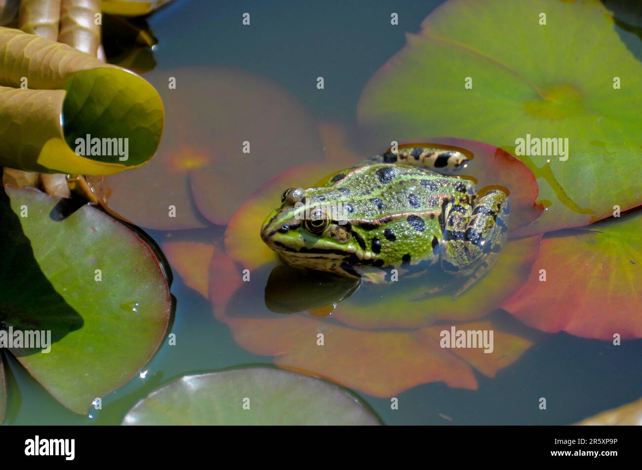 Water frog in the garden pond, pond frog (Rana kl. esculenta), water ...