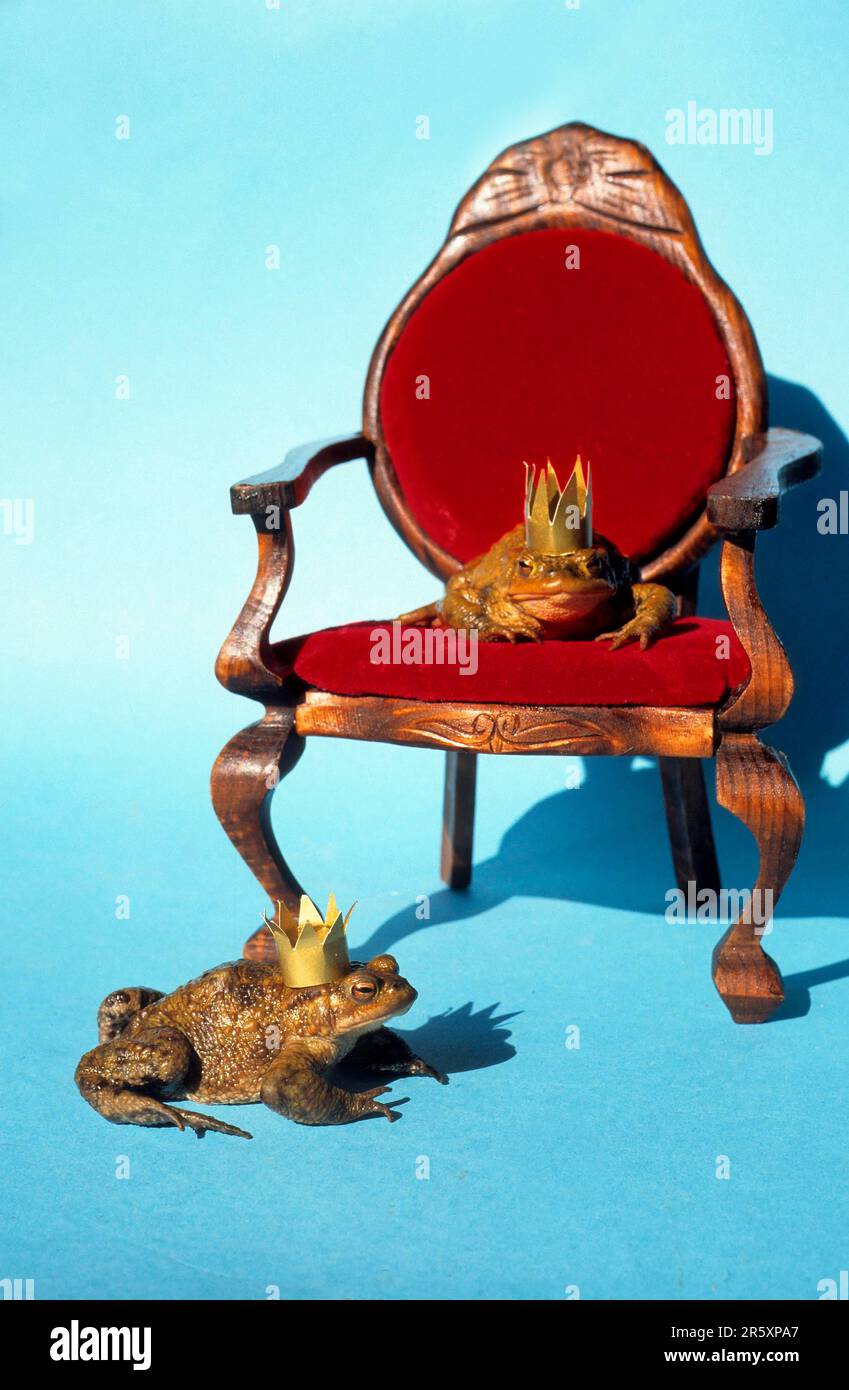 Two common toads (Bufo bufo) with crown, common toad Stock Photo - Alamy