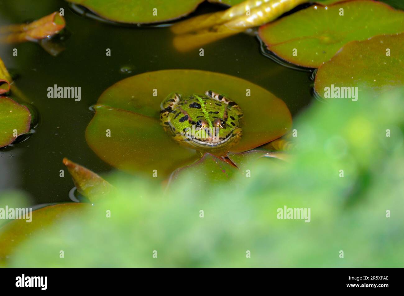 Water frog sitting on lily pad, in garden pond, pond frog (Rana kl ...