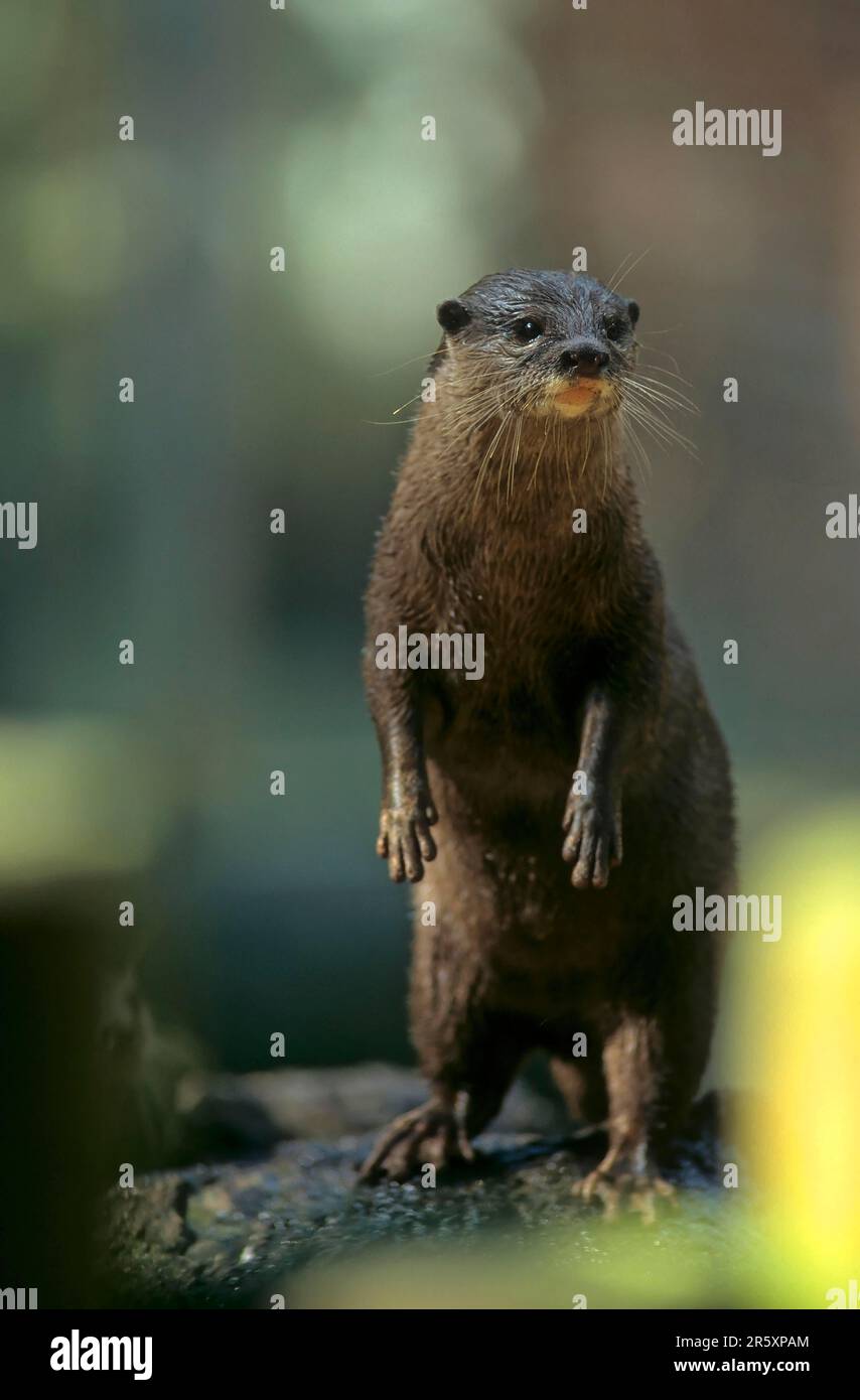 Dwarf viper, oriental small-clawed otter (Aonyx cinerea Stock Photo - Alamy