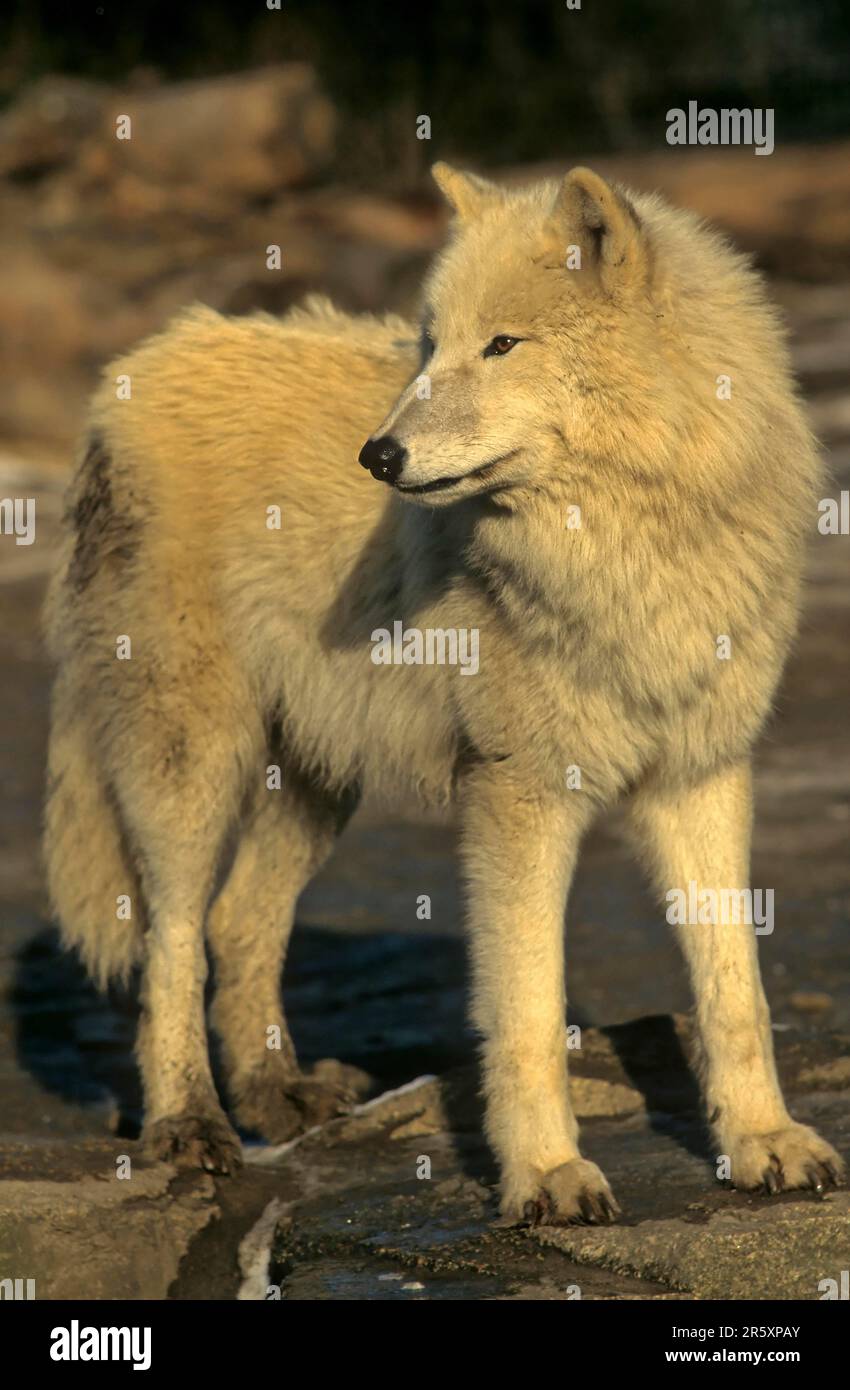 Canadian wolf, Arctic wolf (Canis lupus arctos), White wolf Stock Photo ...
