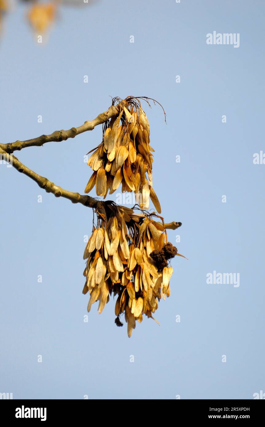 Maple seed on the branch, field maple (Acer campestre), standard holder ...