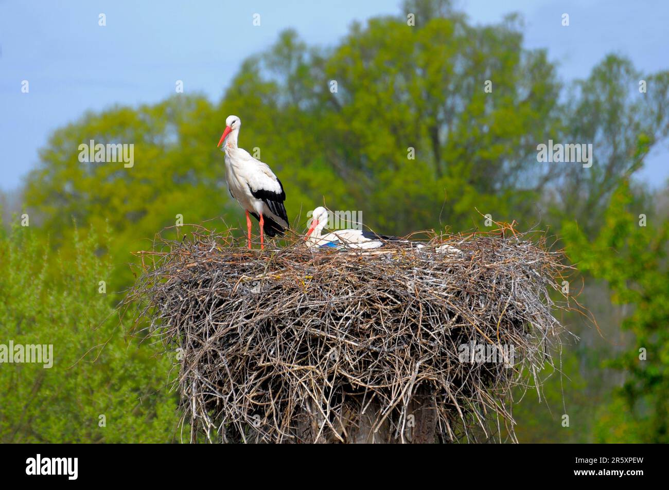 Pair of storks in the nest near Philippsburg, white stork (Ciconia ...