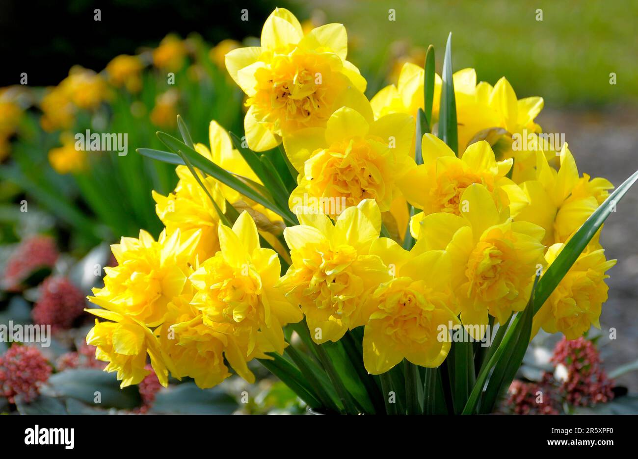 Wild double daffodils hi-res stock photography and images - Alamy