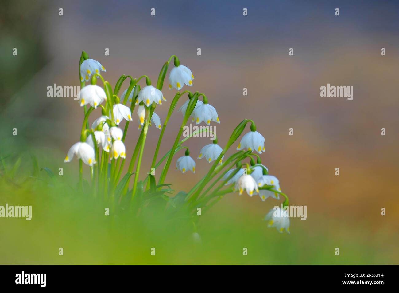 Spring flowers, Marigolds in bloom (Leucojum vernum), Spring marigold ...