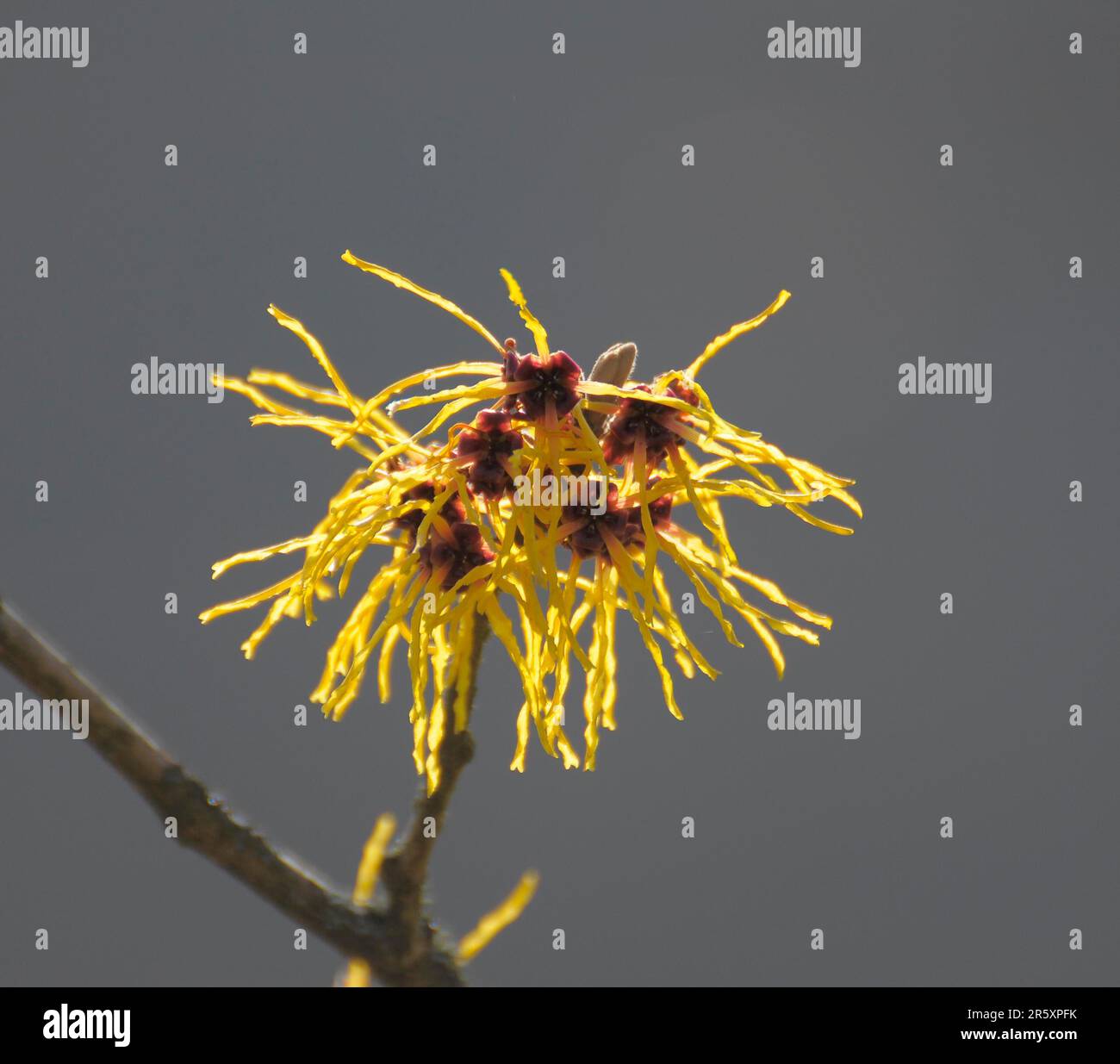 Witch Hazel flowering, witch-hazel (Hamamelis Stock Photo - Alamy