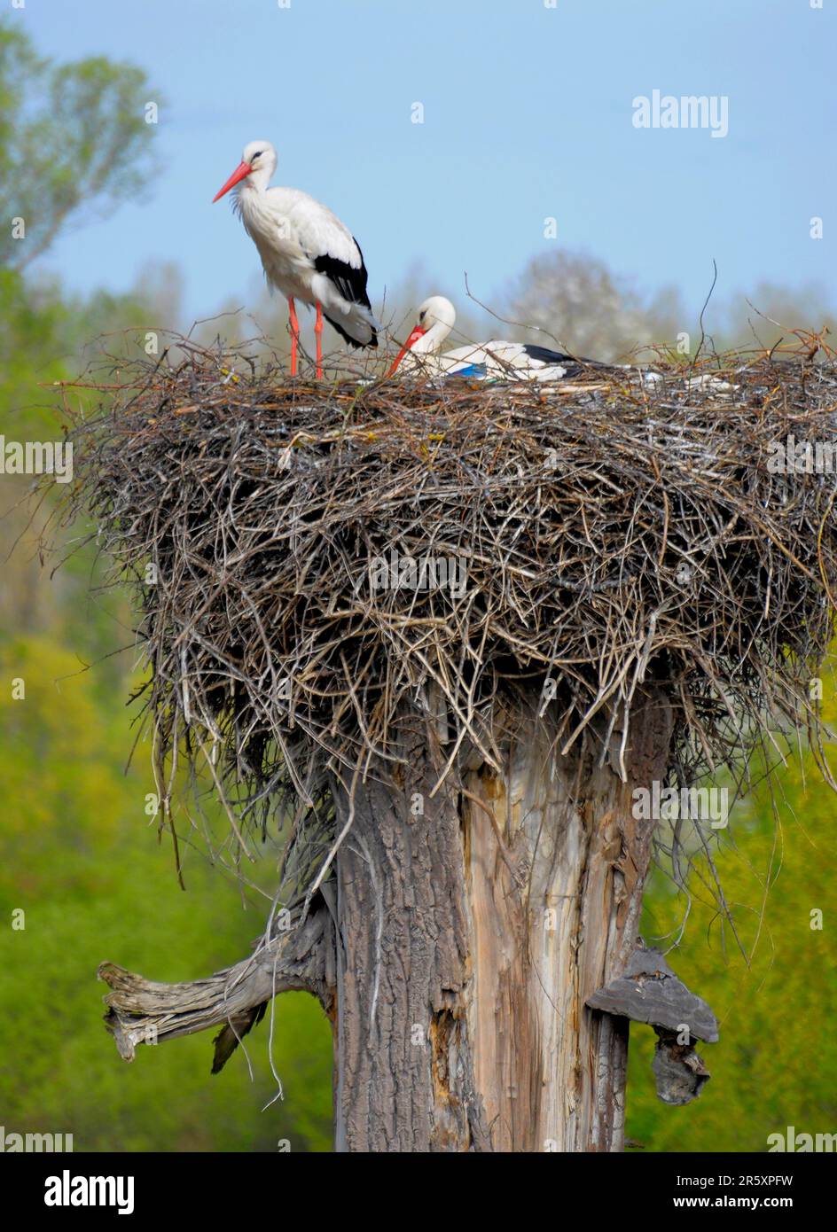 Pair of storks in the nest near Philippsburg, white stork (Ciconia ...