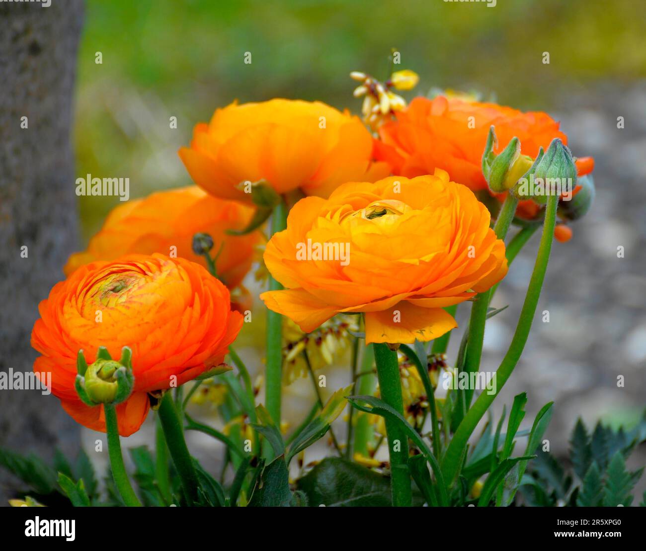 Persian buttercup flowers orange ranunculus hi-res stock photography ...