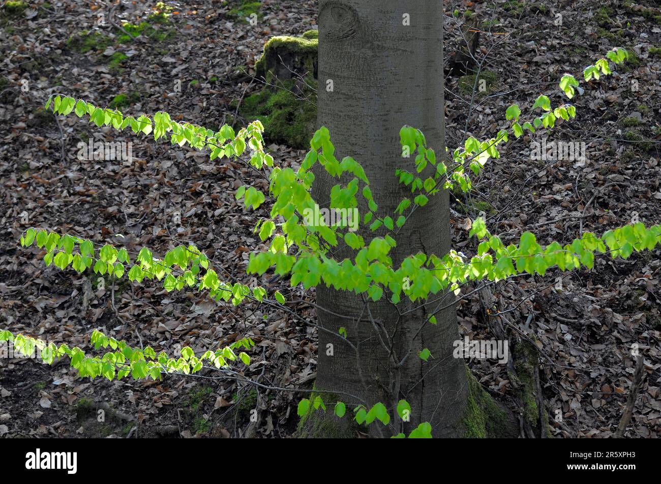 Beech tree sapling hi-res stock photography and images - Alamy