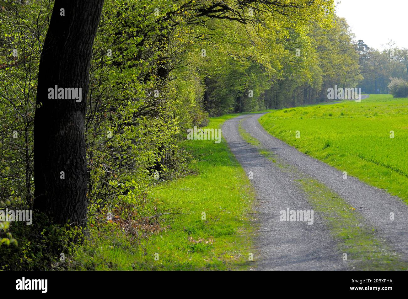 Forest edge with forest path in spring Stock Photo - Alamy