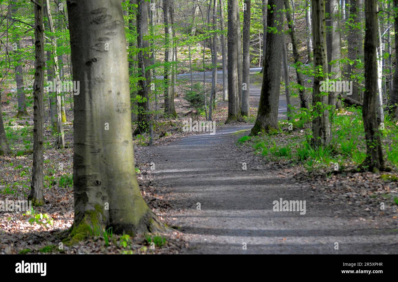 Spring, deciduous forest with forest path Stock Photo - Alamy