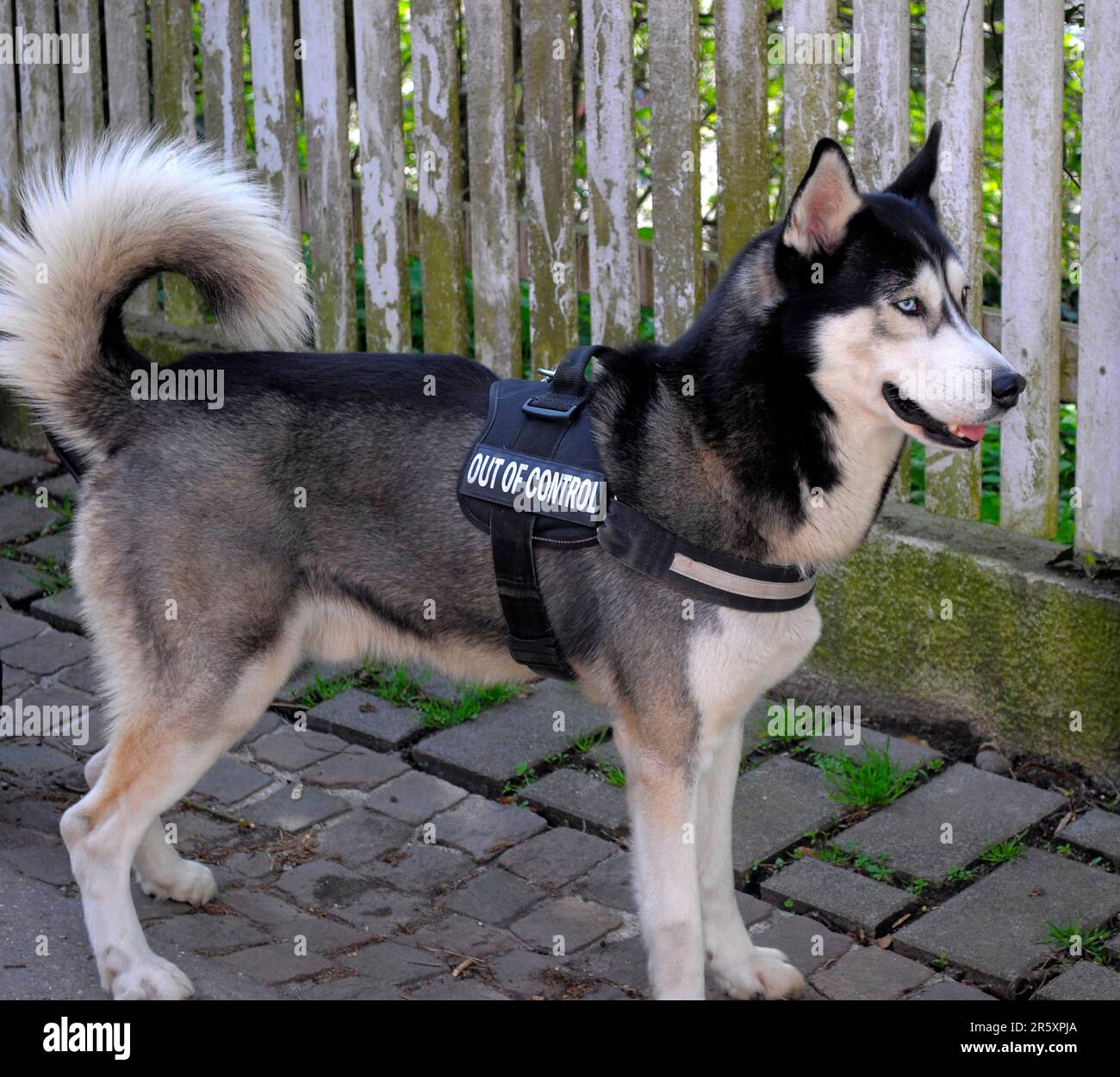 Dog : Husky, Siberian Husky Stock Photo - Alamy