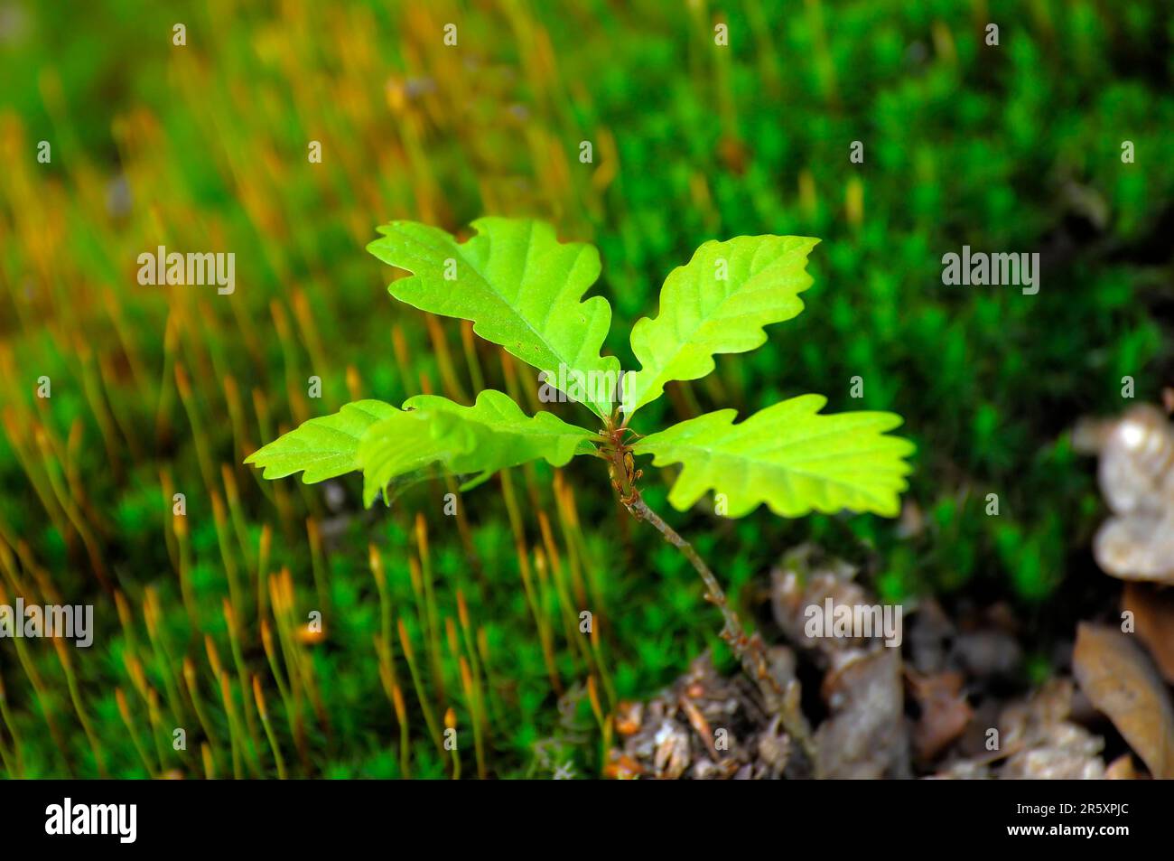 Young oak in forest hi-res stock photography and images - Alamy