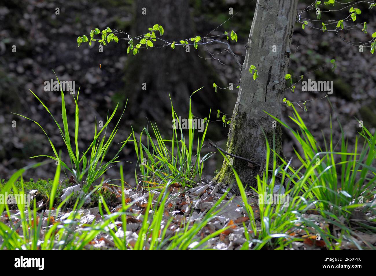 Spring in deciduous forest, fresh grasses, beech tree Stock Photo - Alamy