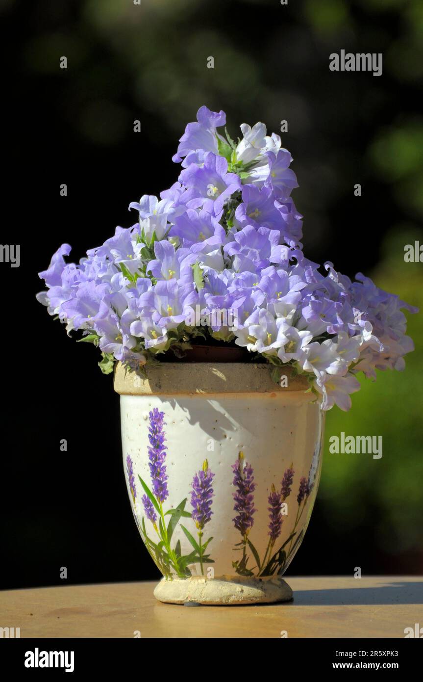 Campanula in pot blue hi-res stock photography and images - Alamy