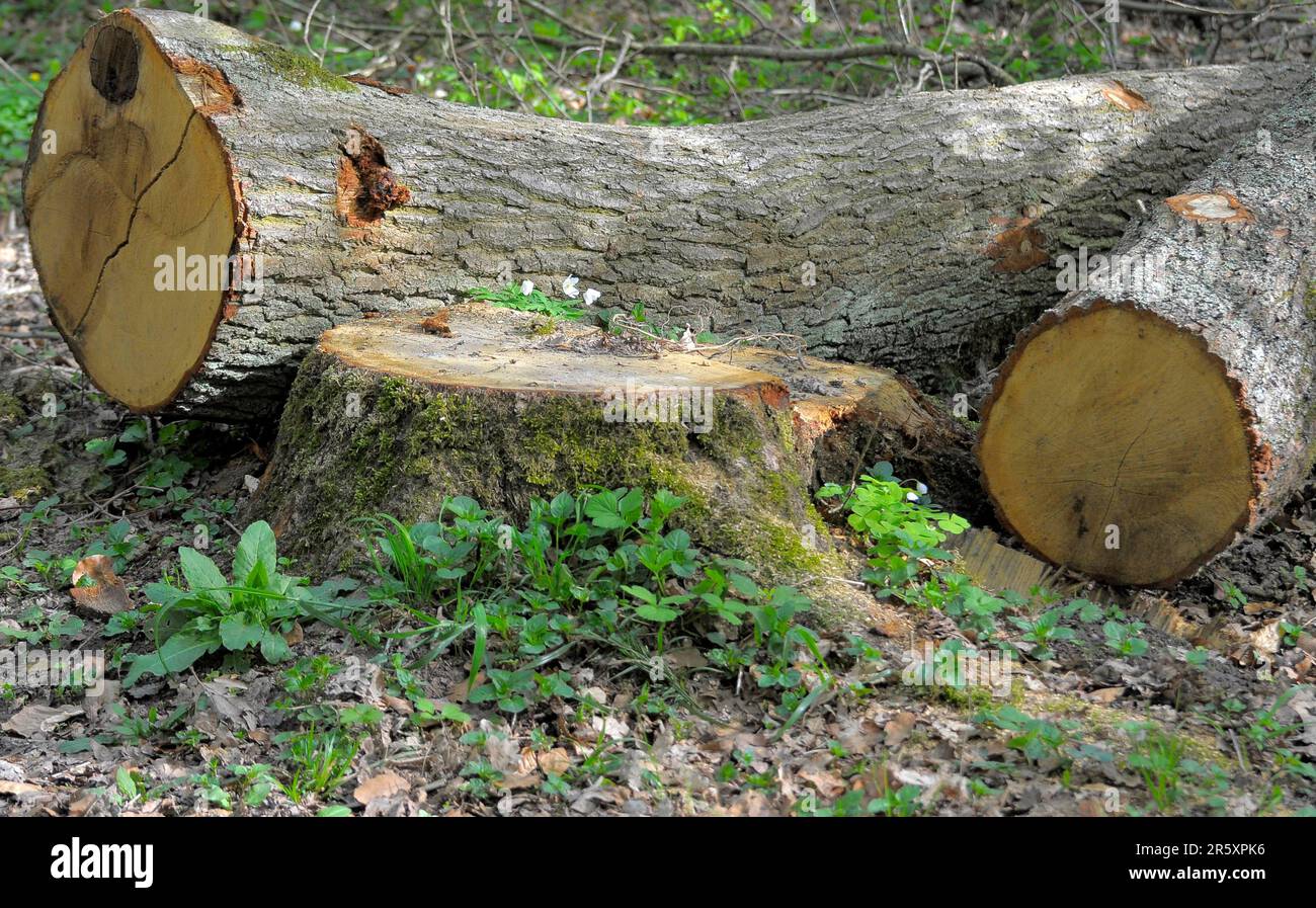 Sawed off hi-res stock photography and images - Alamy