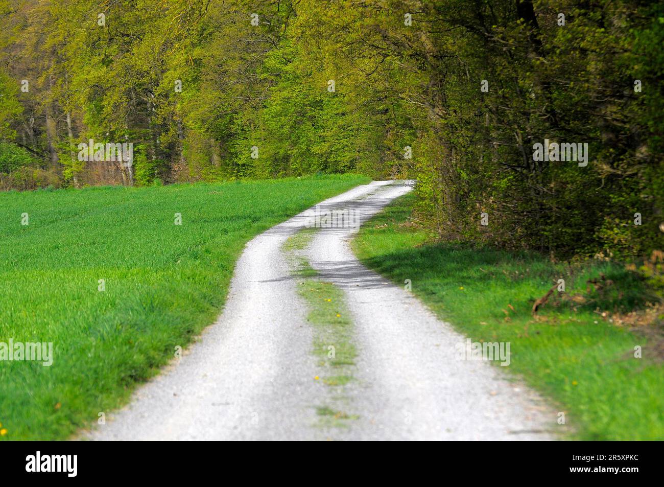 Forest edge with forest path in spring Stock Photo - Alamy