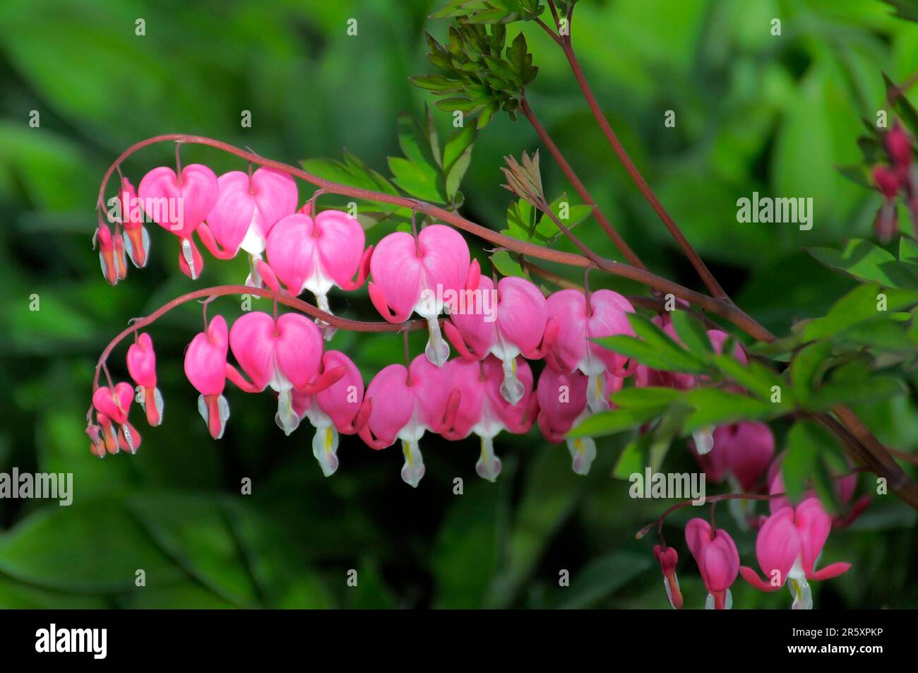 Weeping Heart (Dicentra spectabilis) Flowering in the Garden, Weeping ...