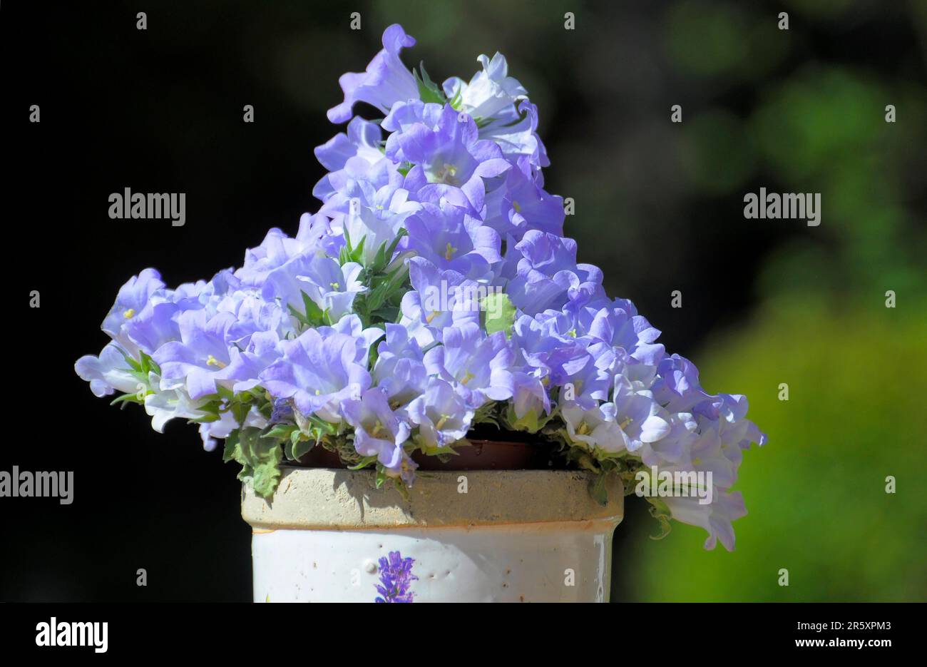 Blue bellflowers hi-res stock photography and images - Alamy