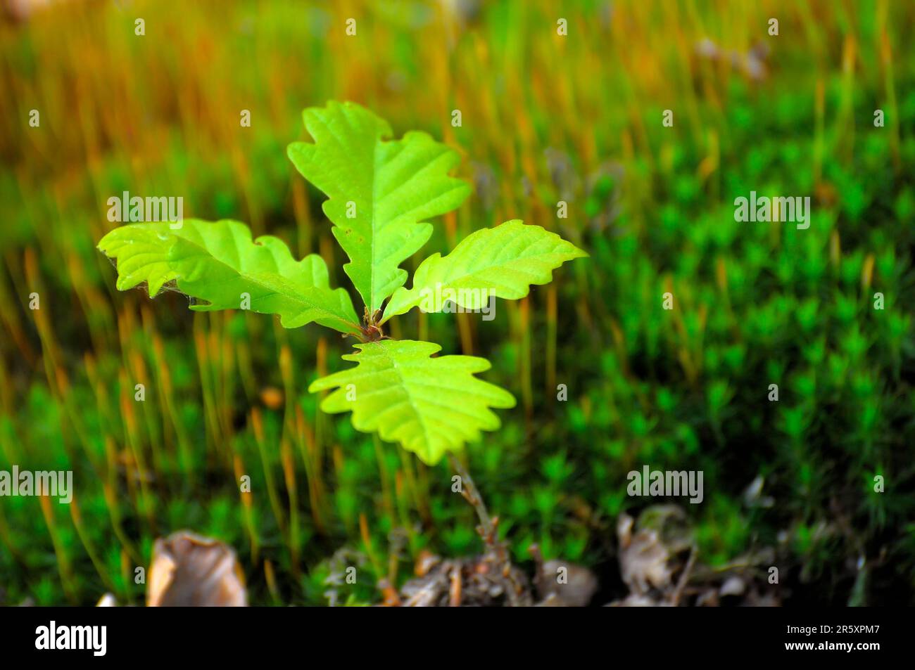 Young oak in forest hi-res stock photography and images - Alamy