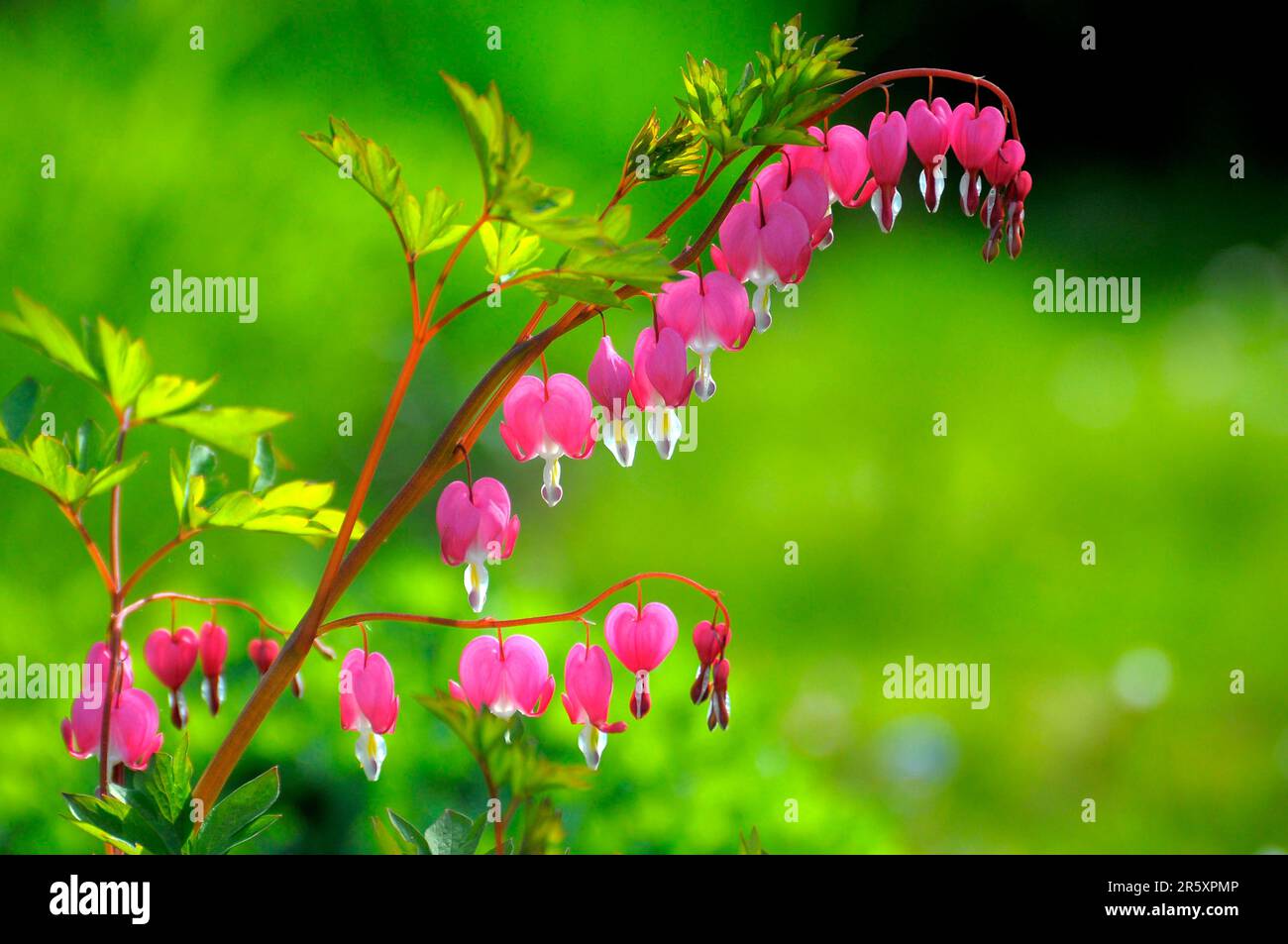 Weeping Heart (Dicentra spectabilis) Flowering in the Garden, Weeping ...